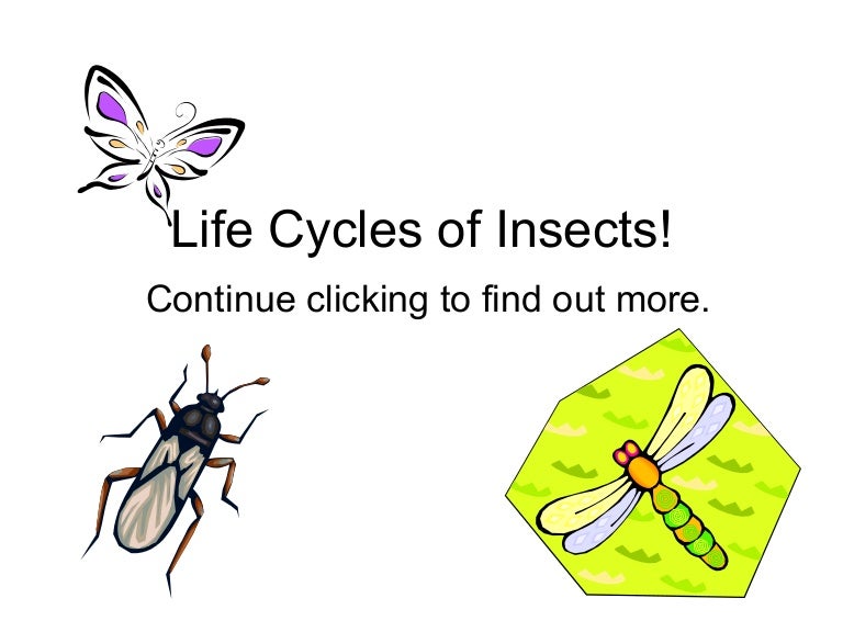 Life cycles of insects