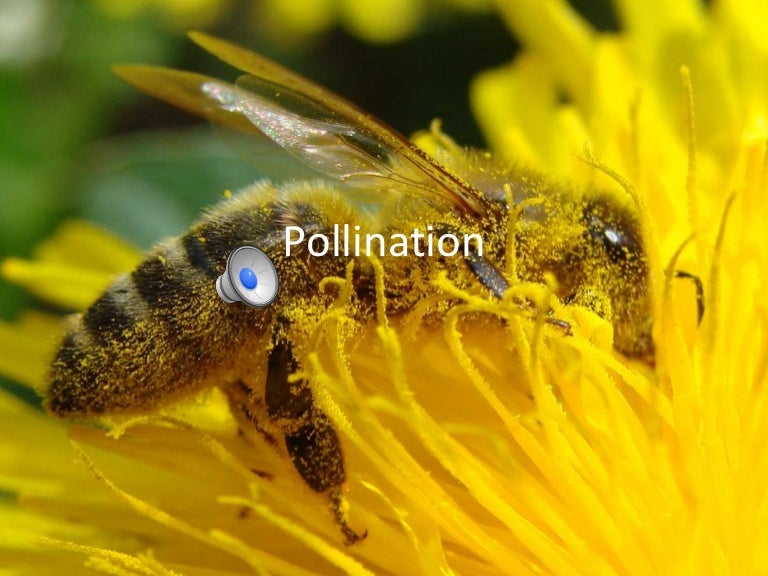Pollination ppt
