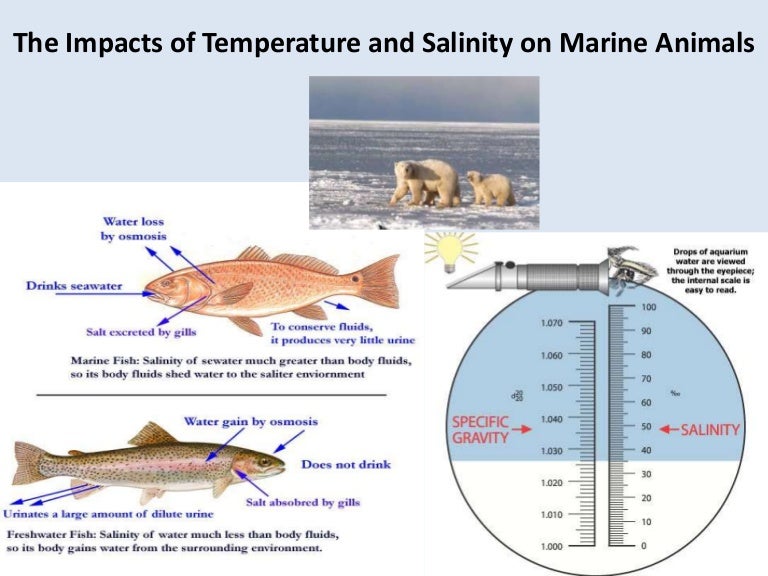 Impacts of Temperature and Salinity on Marine Animals