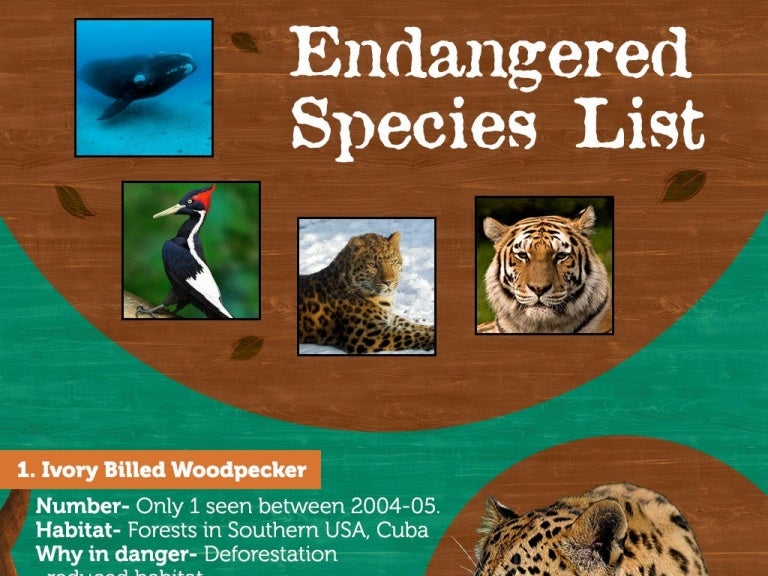 World s Top 10 Endangered Species List General Knowledge For Kids world-s-top-10-endangered-species-list-general-knowledge-for-kids