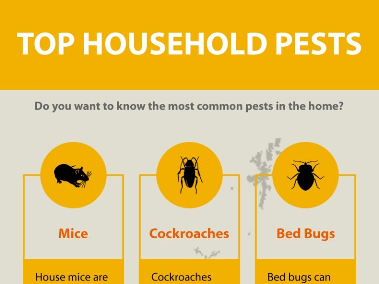 Top 10 Household Pests