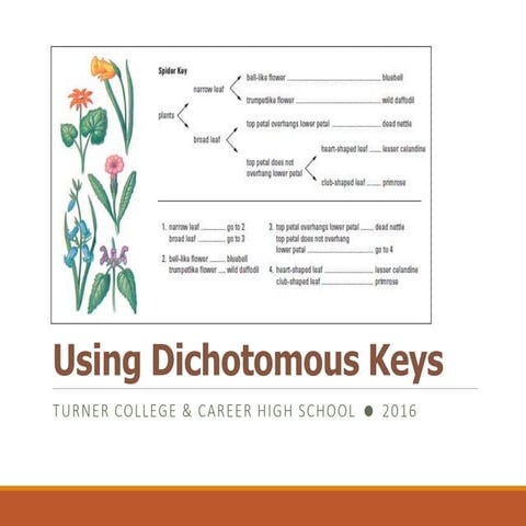 dichotomous key | PPT
