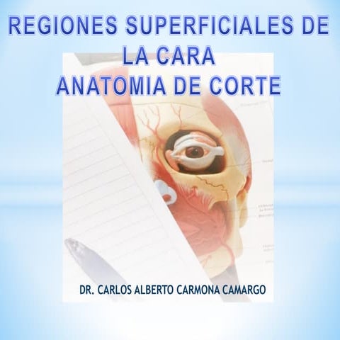 ANATOMIA - Region Cigomatica | PDF