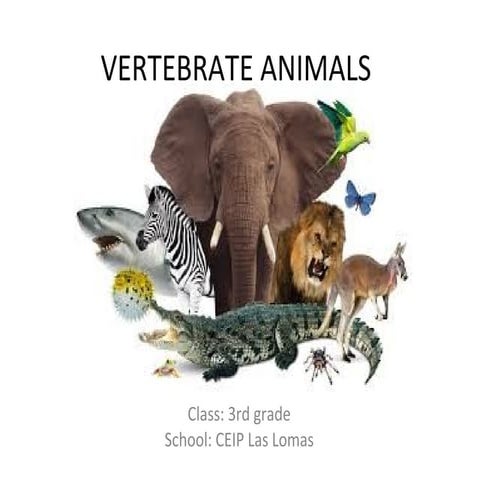 Vertebrate animals | PPT