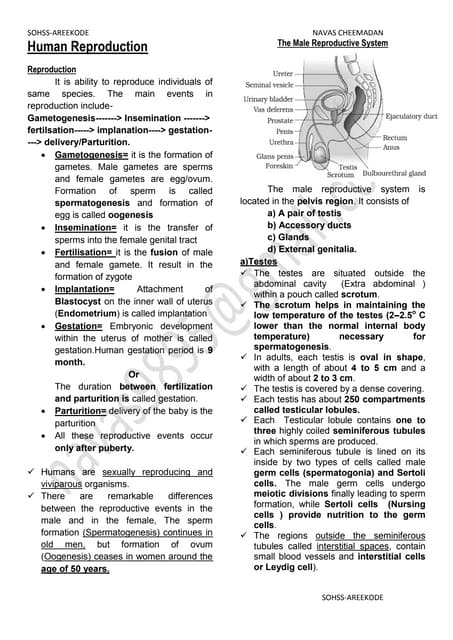 HUMAN REPRODUCTION .pptx class XII Biology | PPT