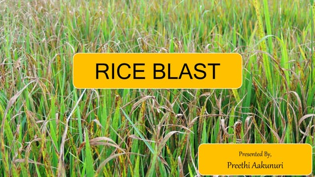 Blast of rice | PPT