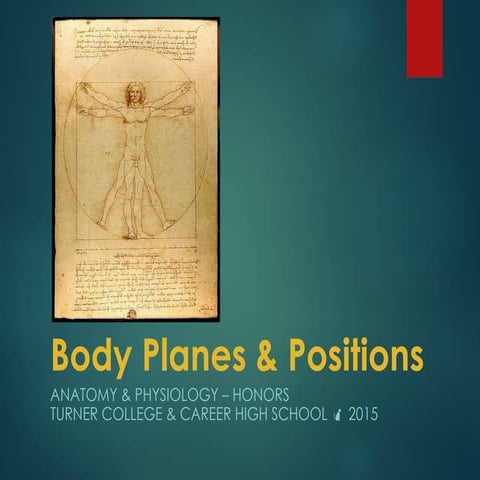 01-Anatomical Positions and terms 2017.ppt