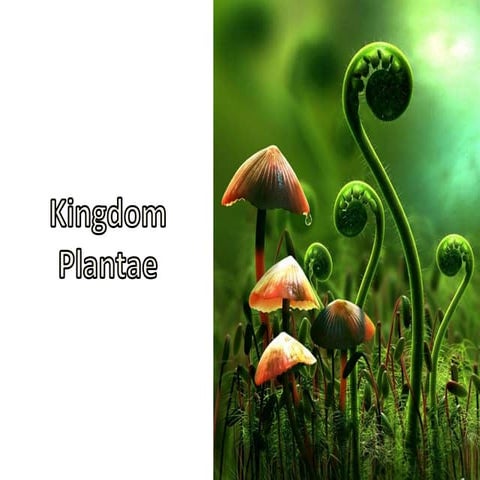 01 plantae | PPTX