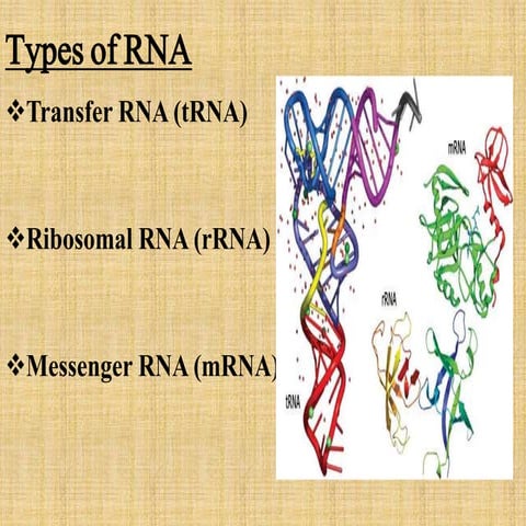 types of RNA | PPTX | Genetics | Science