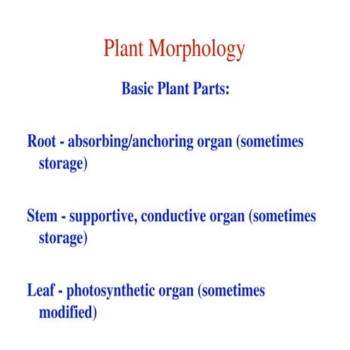 01 c plant morphology | PPT