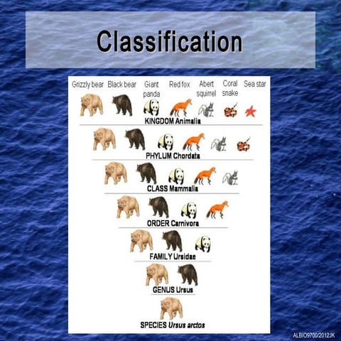 01 Classification | PPT | Biological Sciences | Science
