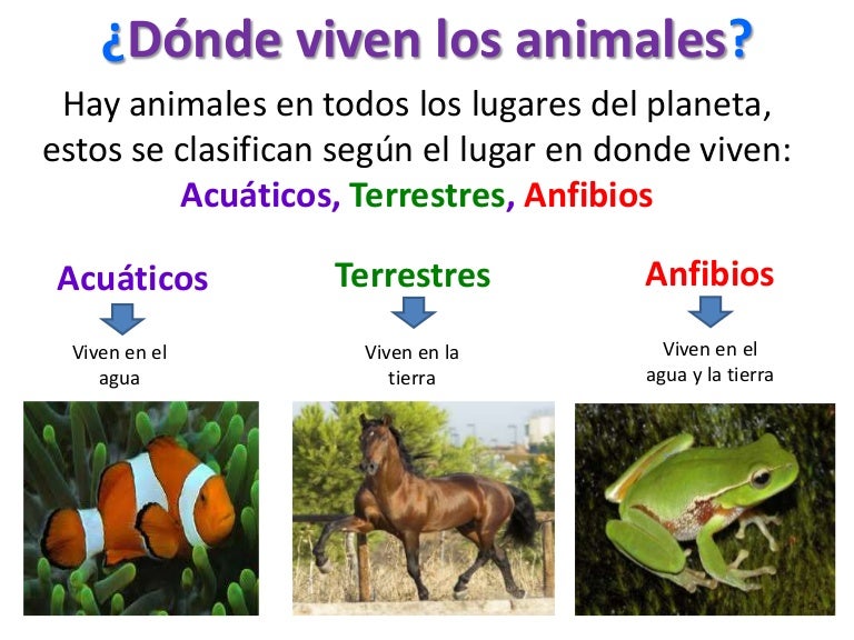 Dónde viven los animales Juan Jose