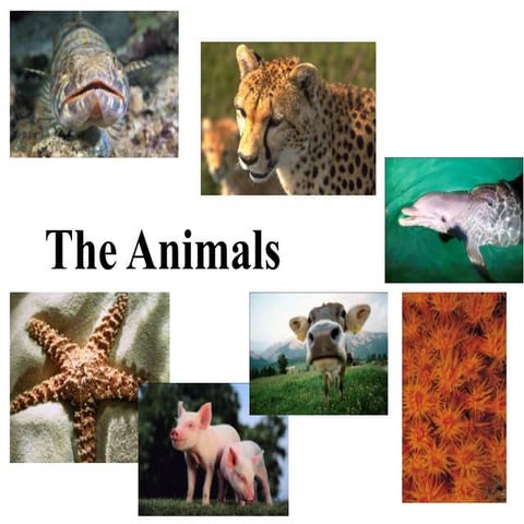 01 kingdom animalia | PPTX