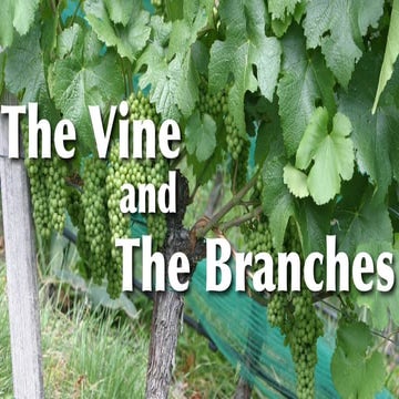 The Vine and The Branches | PDF