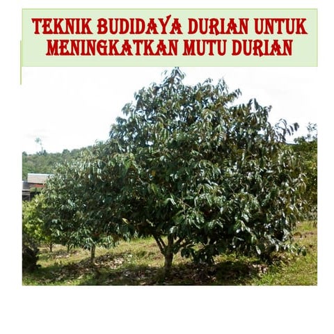 Teknik Budidaya Durian dan Cara Pemupukannya.pptx