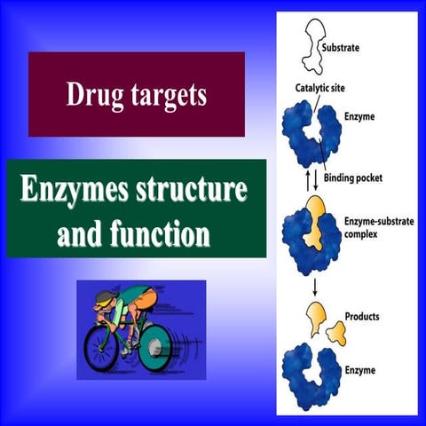 Structure And Function Of An Enzyme
