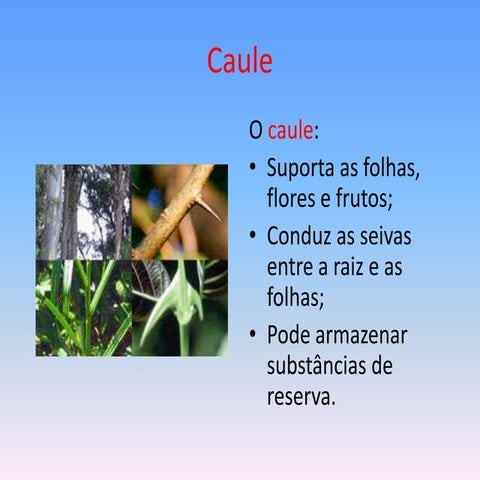 02 morfologia das plantas com flor - caule | PPT
