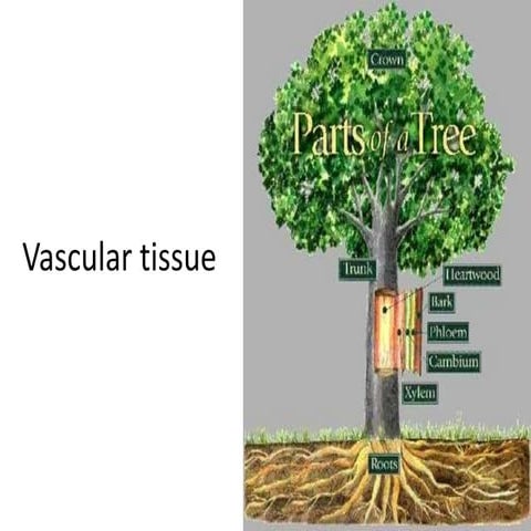 02 plant structure supplement - vascular tissue | PPT