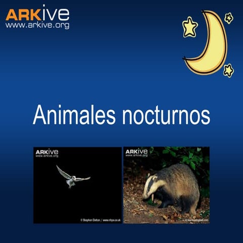 02_animales nocturnos.ppt