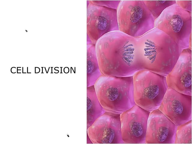 Cells 6th Grade | PPT