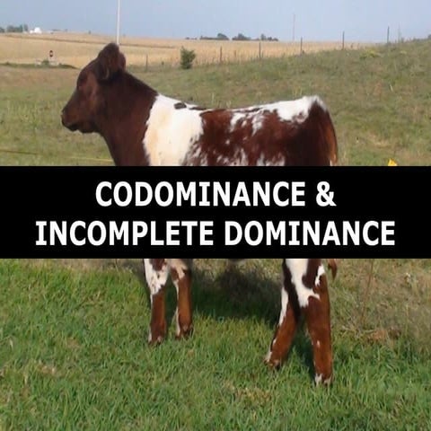 02 codominance incomplete dominance | PPT