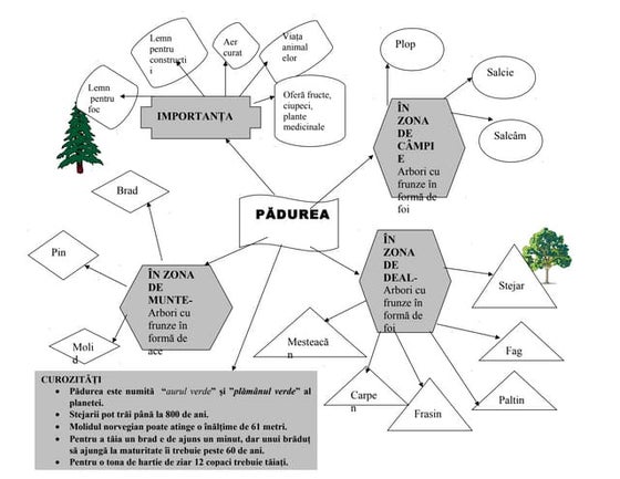 Fisa gen liric | DOC