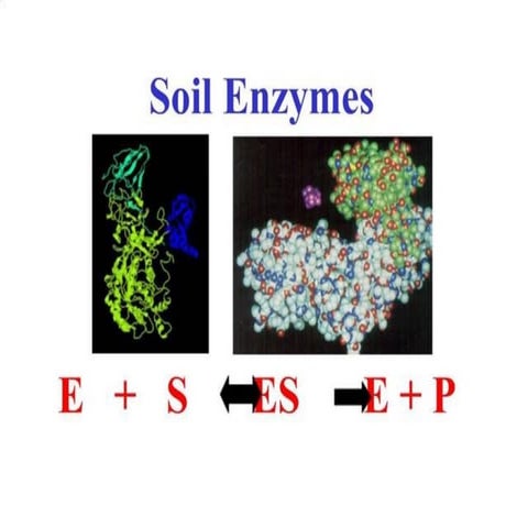 02 II Soil enzymes , microbiology, soil microbiology | PPT