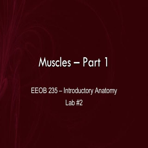 Lab2 Muscles Part 1 | PPT