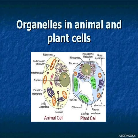 02 Organelles in animal and plant cells | PPT