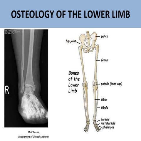 Lower limb complete | PPTX