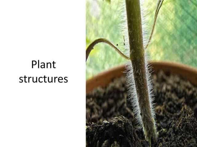 Plant Organs | PPTX