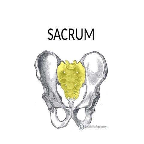 02 SACRUM.pptx on tha anatomy and surrounding | PPTX