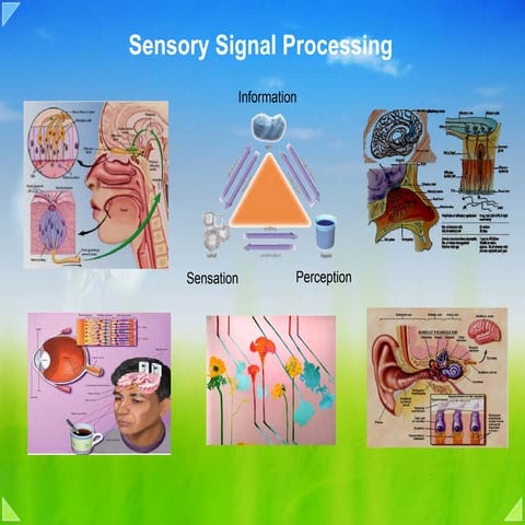 02 sensory signal processing | PPT