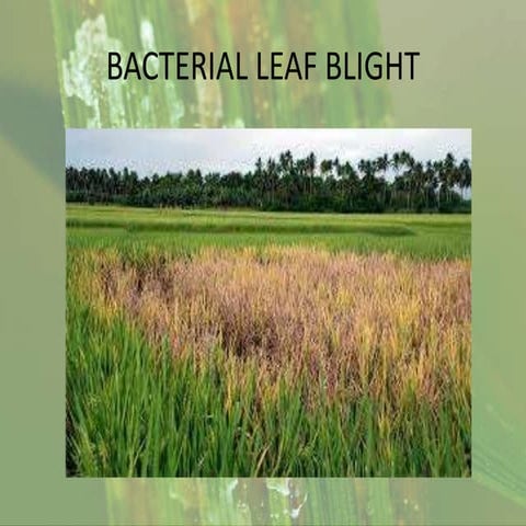 BACTERIAL BLIGHT | PPTX