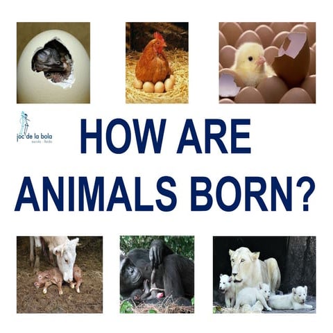 HOW ARE ANIMALS BORN? | PPS