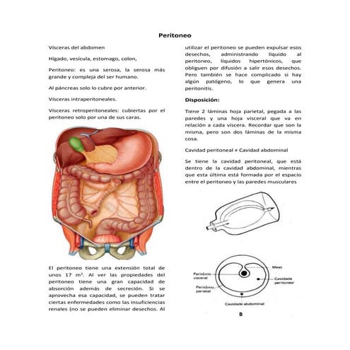 Peritoneo, Omentos y Mesos | PPTX