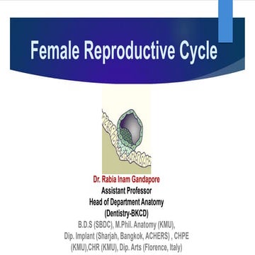 03 04 05 Female reproductive cycle, Fertilization, First week cleavage ...