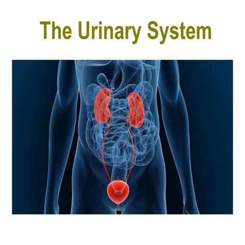 Anatomy and physiology urinary system | PPT