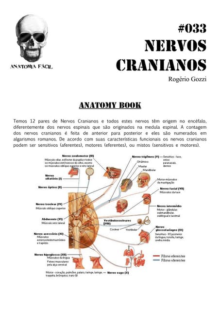 Medresumos 2016 Neuroanatomia 09 Estrutura E Funções Do Cerebelo Pdf