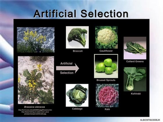 Natural Selection vs. Artificial Selection | PPTX