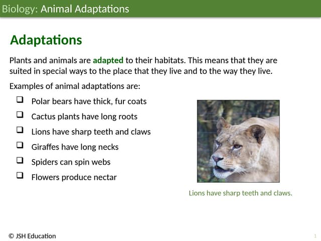 Animal and plant adaptation | PPTX