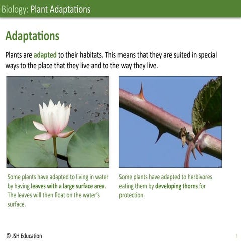 JSH03B003 Plant Adaptations; Biology Education ages 11-14 | PPTX