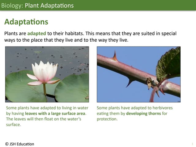 Plants adaptations presentation for kids | PPT