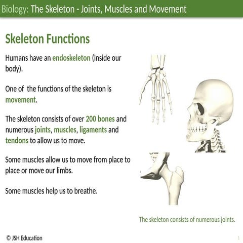 JSH03B019 The Skeleton - Joints, Muscles and Movement; Biology ...
