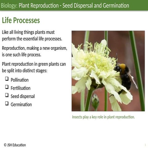 DAV Class 5 Plants | PPTX