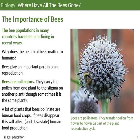 JSH03B051 Where Have All the Bees Gone; Biology Education ages 11-14 | PPTX