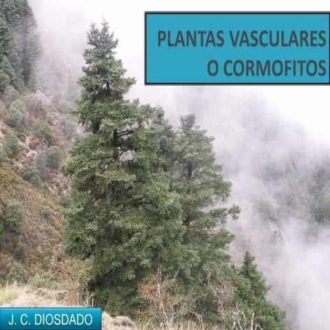 PLANTAS VASCULARES O CORMOFITOS | PPT