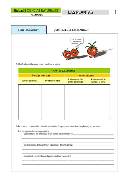 Hoja De Trabajo Sobre Las Partes De Una Planta Para Primer Grado