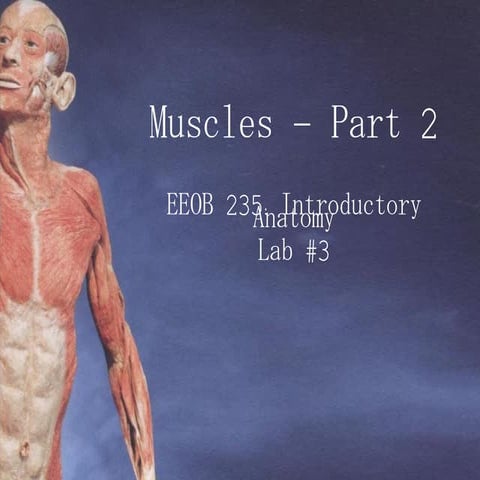 Lab3 Muscles Part 2 | PPS | Death, Injury, or Military Conflict ...