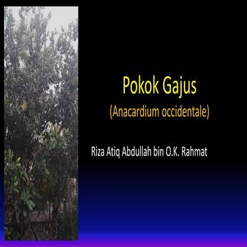 Khasiat Pokok Gajus | PPTX